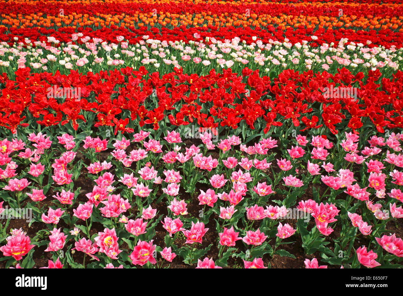 Colourful flower bed with different tulip varieties, blooming Tulips ...
