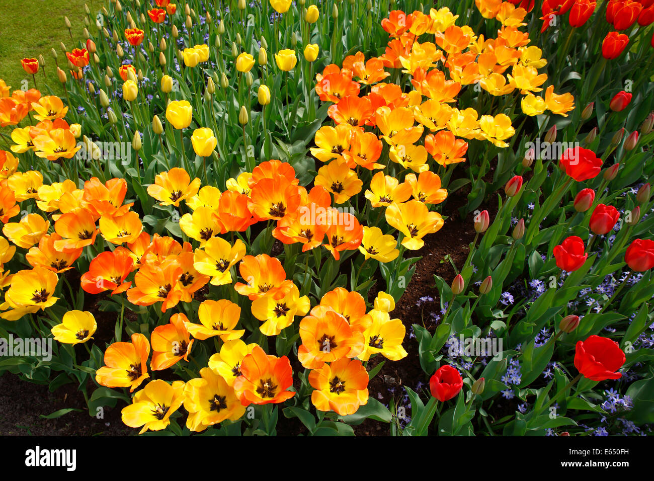 Yellow variegated tulips hi-res stock photography and images - Alamy