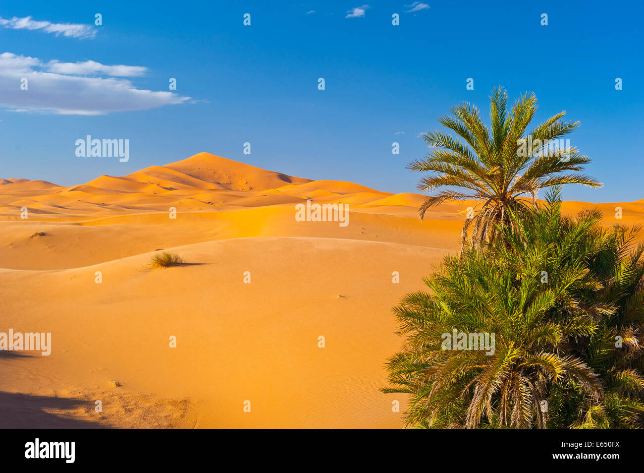Date Palms (Phoenix) and sand dunes, Erg Chebbi, Sahara Desert ...