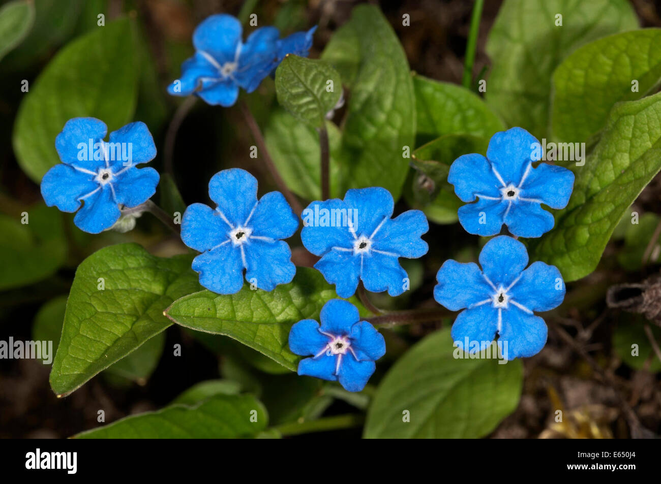 Blue eyed mary flower hi-res stock photography and images - Alamy