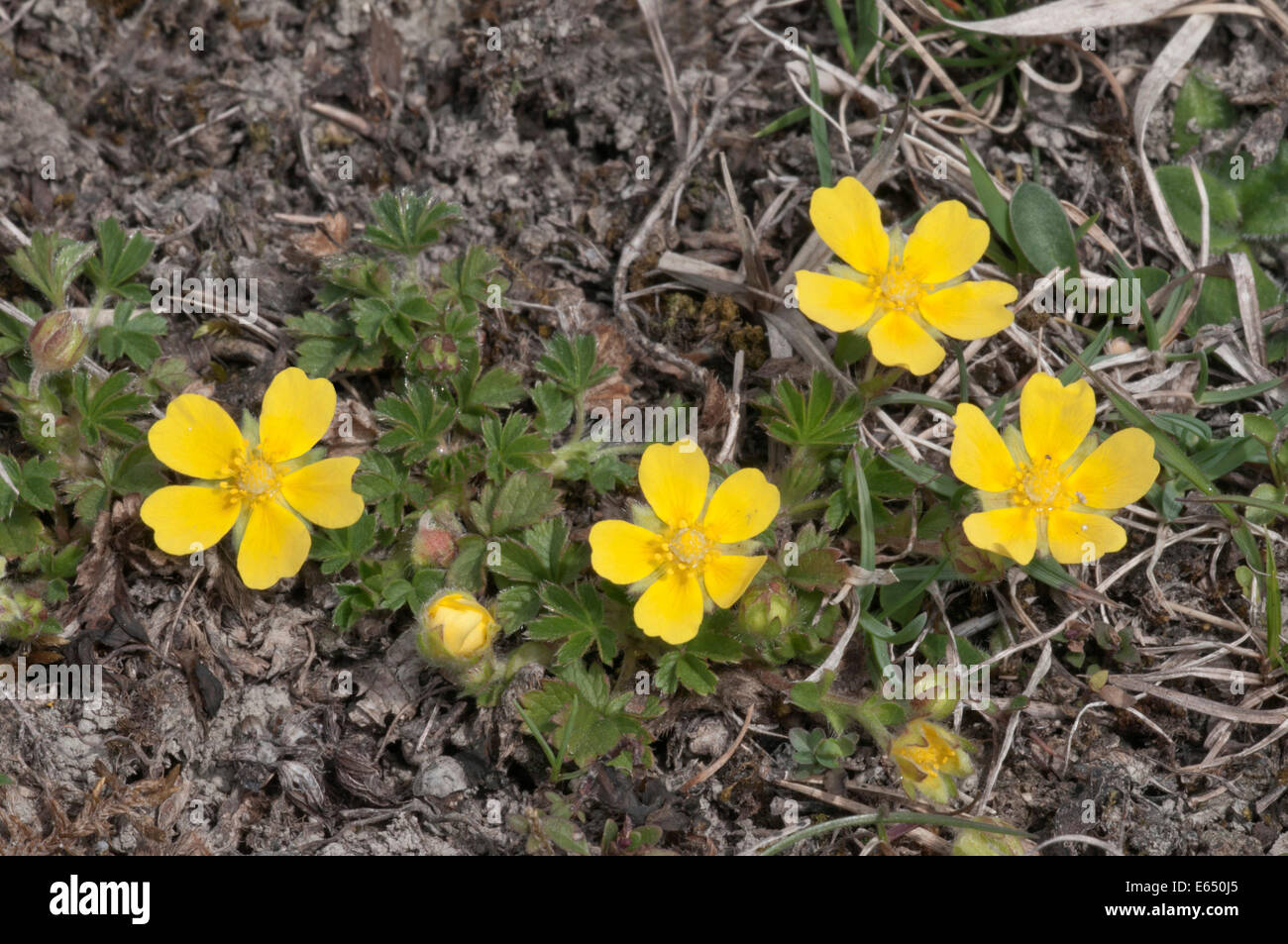 Spring Cinquefoil or Spotted Cinquefoil (Potentilla tabernaemontani ...