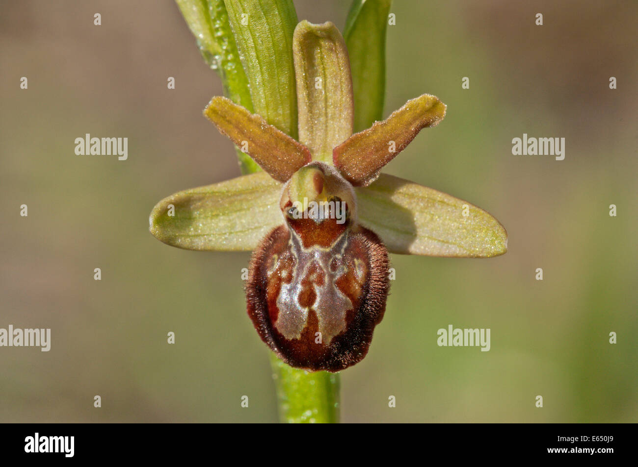 Early Spider Orchid (Ophrys sphegodes), Baden-Württemberg, Germany ...