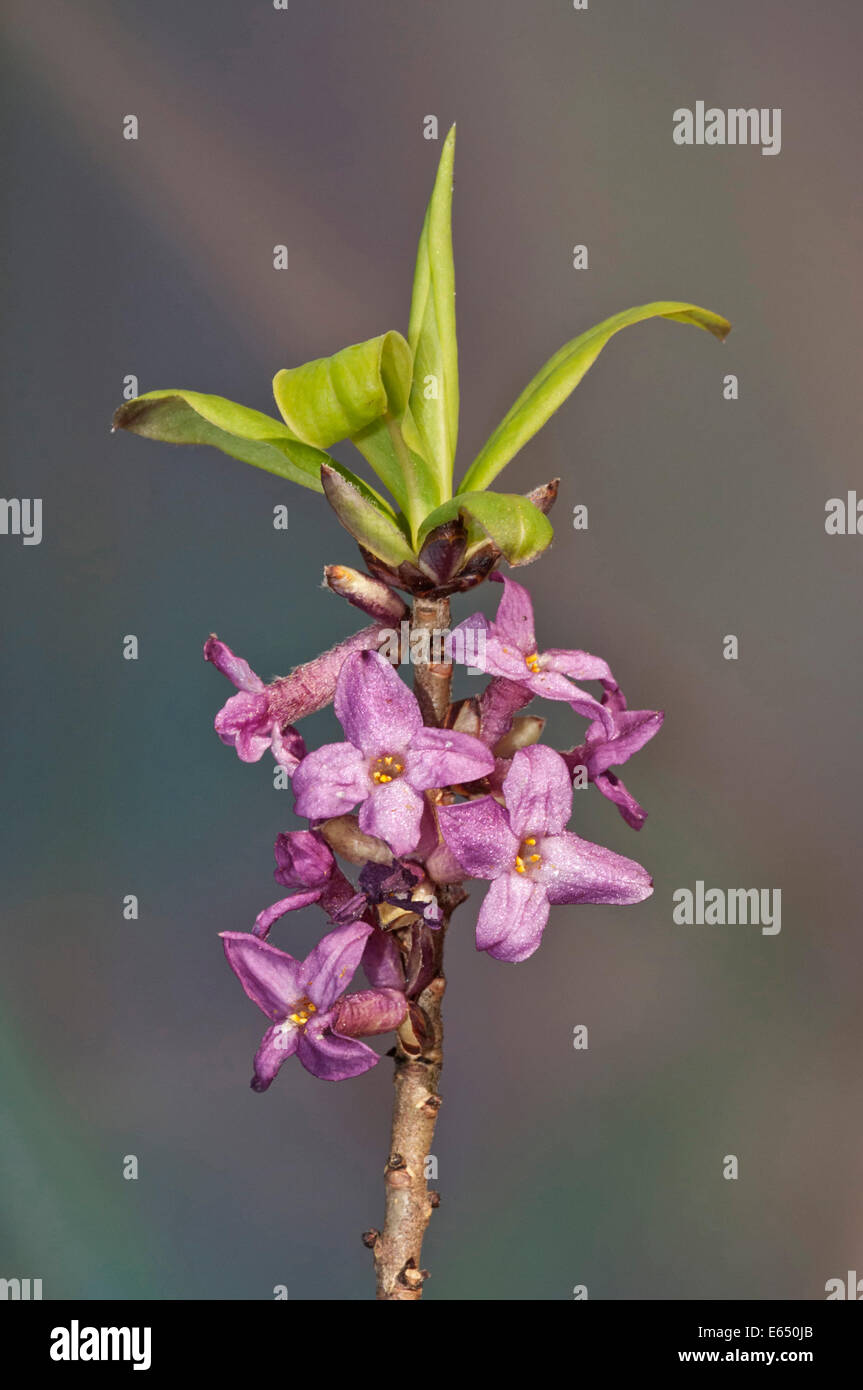 Mezereon (Daphne mezereum), Baden-Württemberg, Germany Stock Photo - Alamy