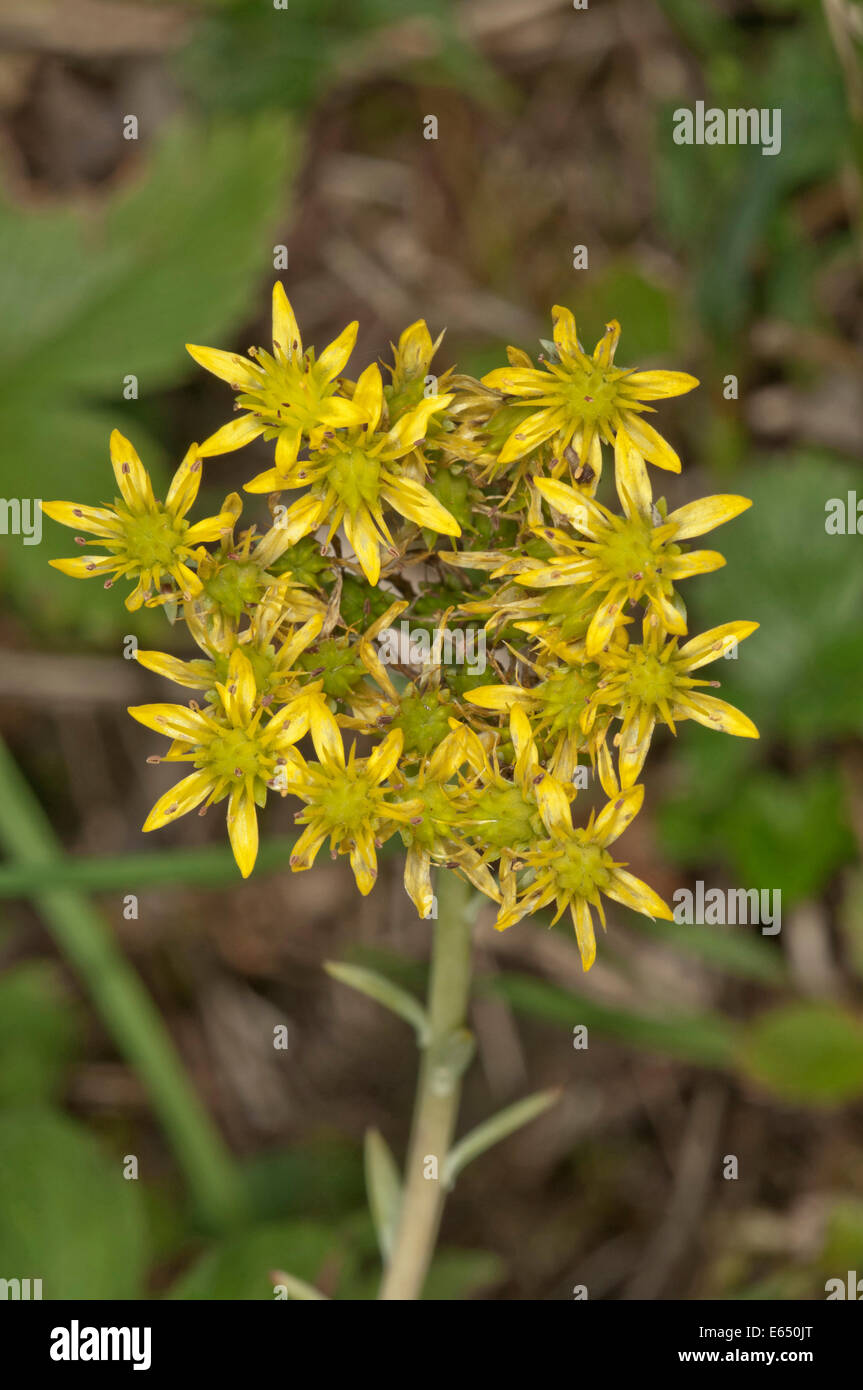 Reflexed Stonecrop (Sedum rupestre), Baden-Württemberg, Germany Stock ...