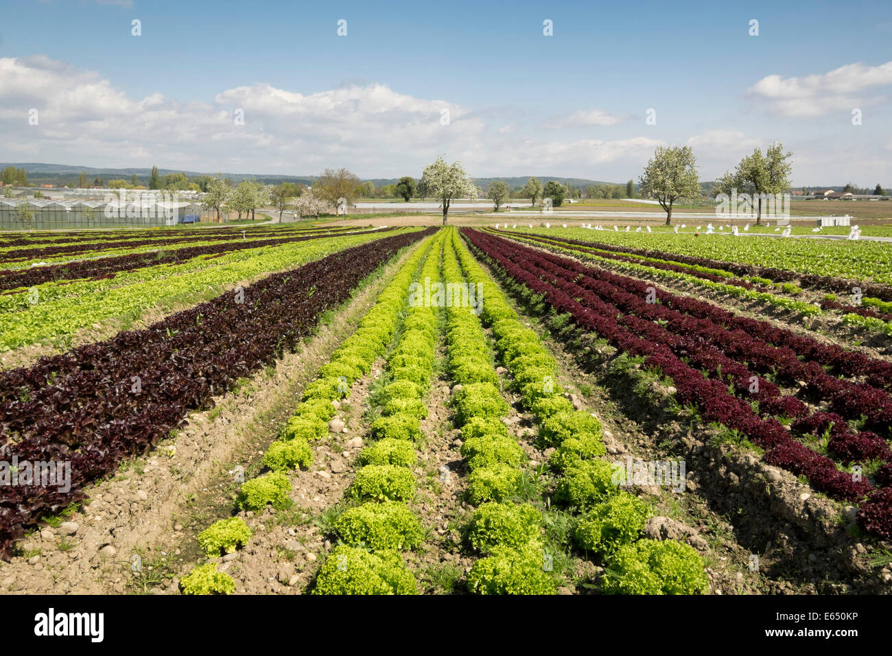Heads of lettuce hi-res stock photography and images - Alamy