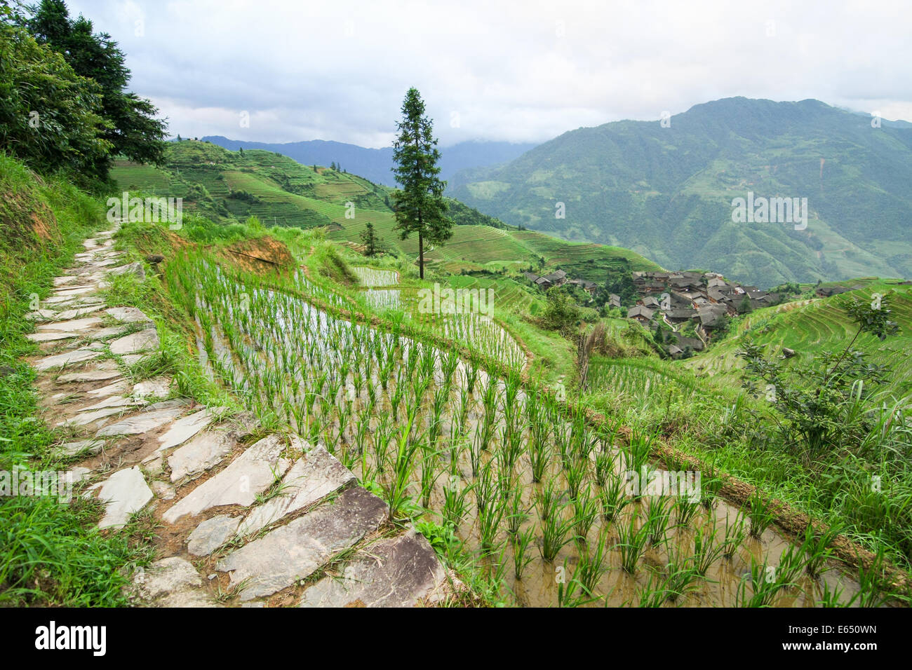 Stone pathway in longshen rice terraces Stock Photo - Alamy