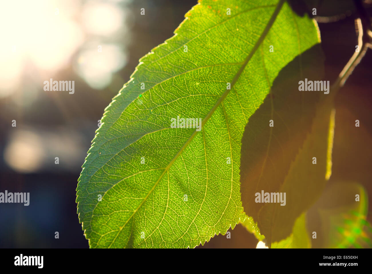 Leaft hi-res stock photography and images - Alamy