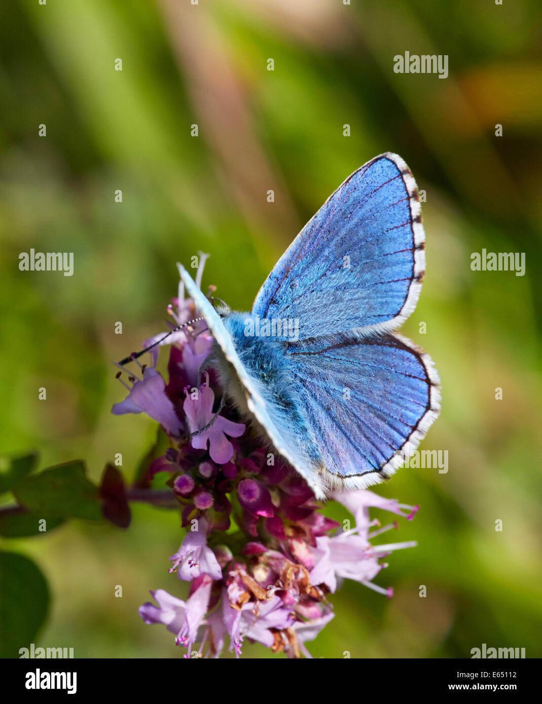 Adonis Blue butterfly feeding on Wild Marjoram. Denbies Hillside ...