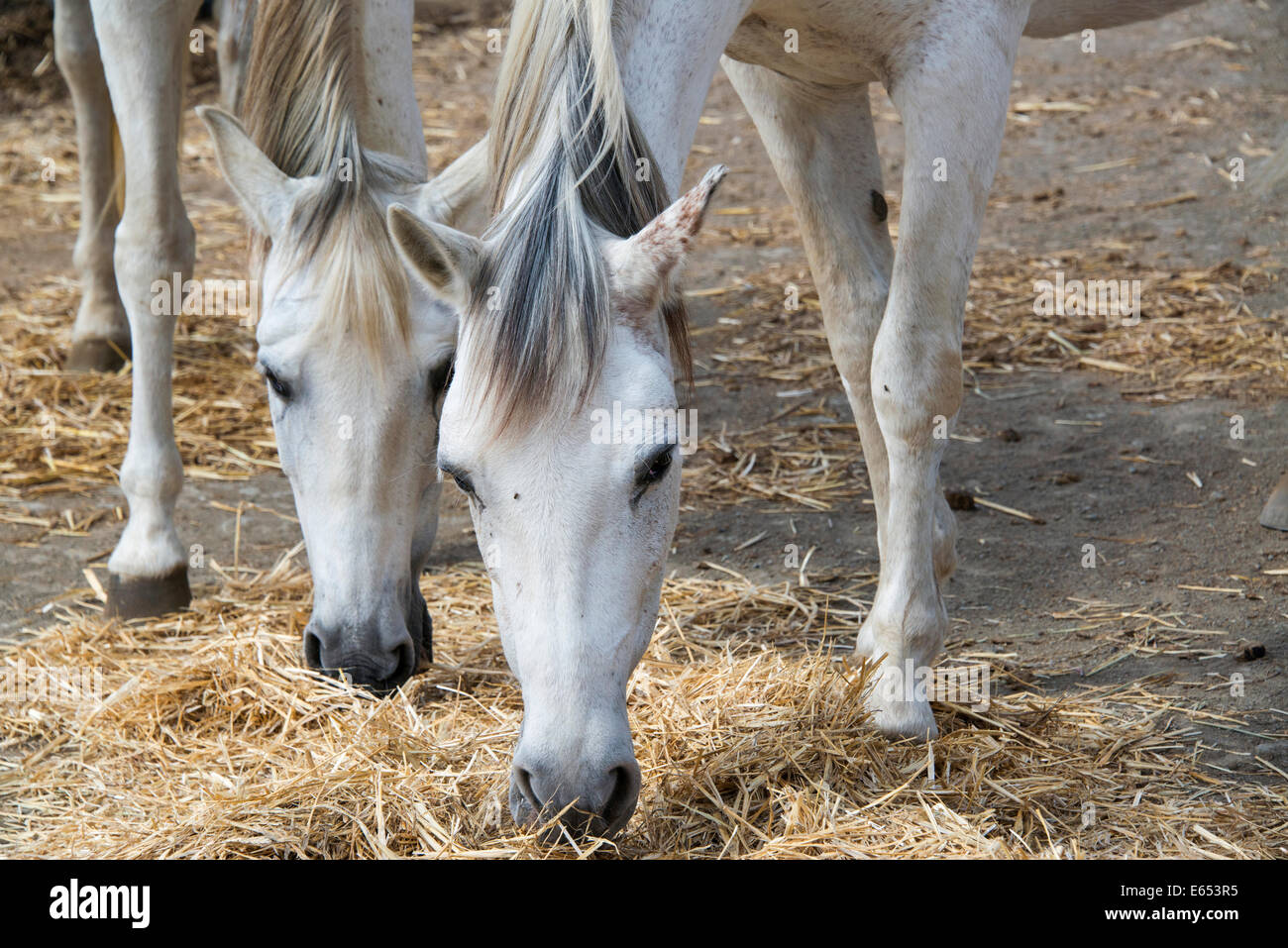 Two 2 horses hi-res stock photography and images - Alamy