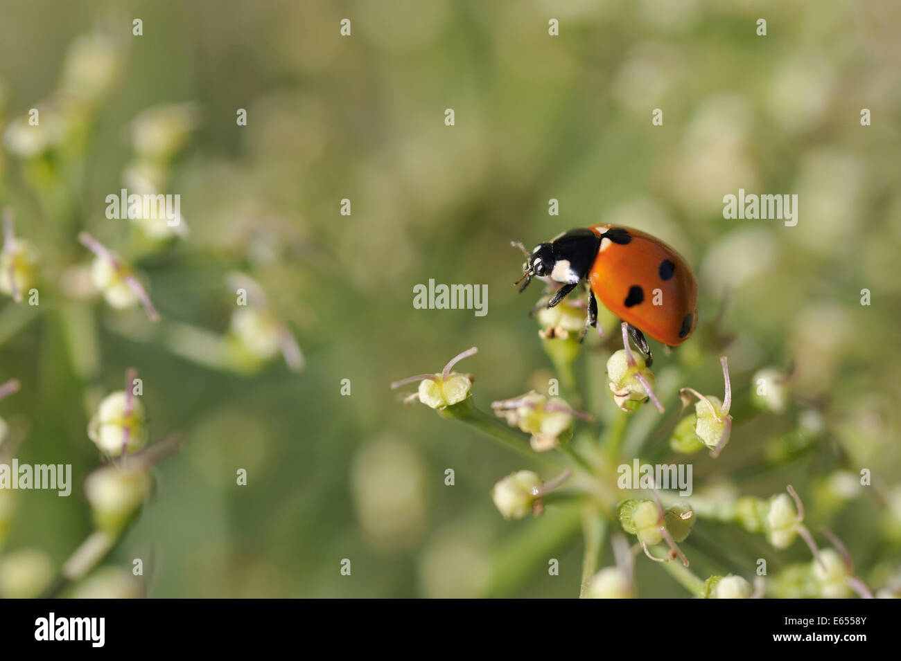 Ladybirds hi-res stock photography and images - Alamy
