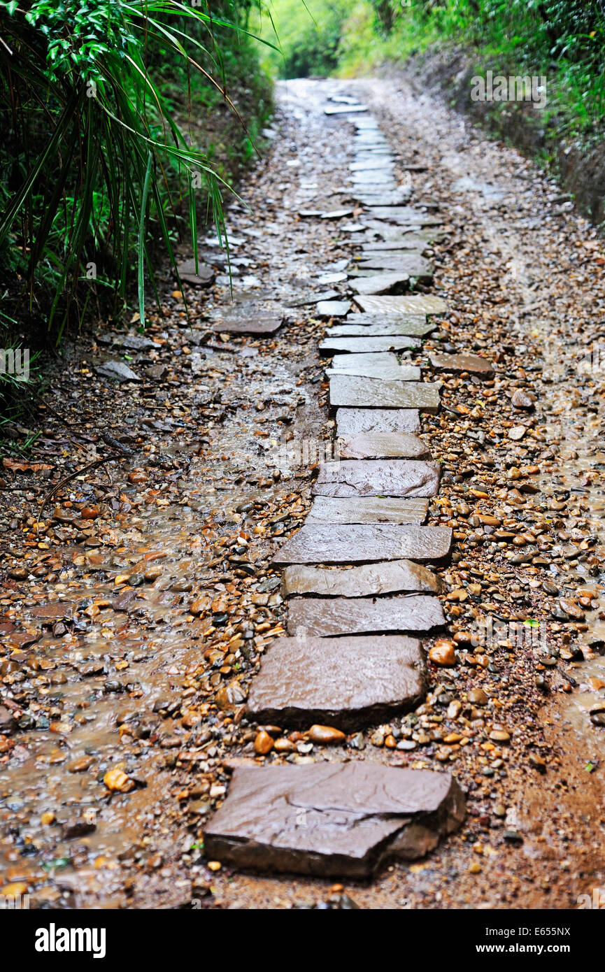 Pavement on a forest trail, My Son Sanctuary, Vietnam, Southeast Asia ...