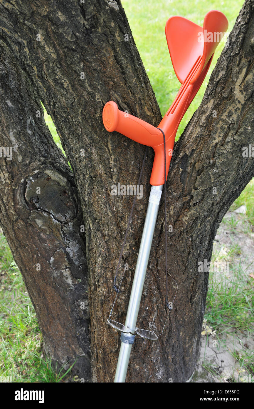 Crutch walking stick resting on tree trunk Stock Photo - Alamy