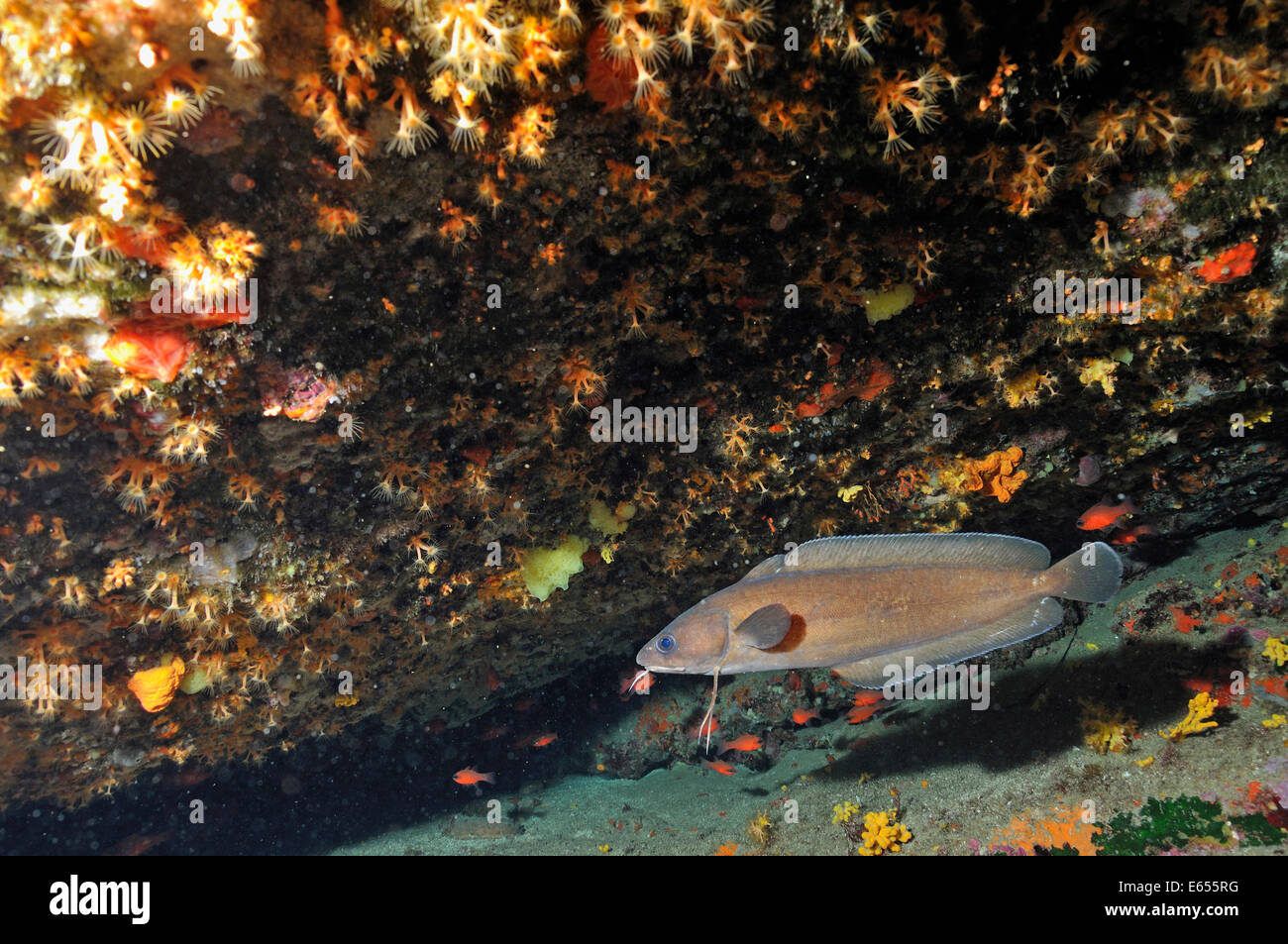 Forkbeard Fish High Resolution Stock Photography and Images - Alamy