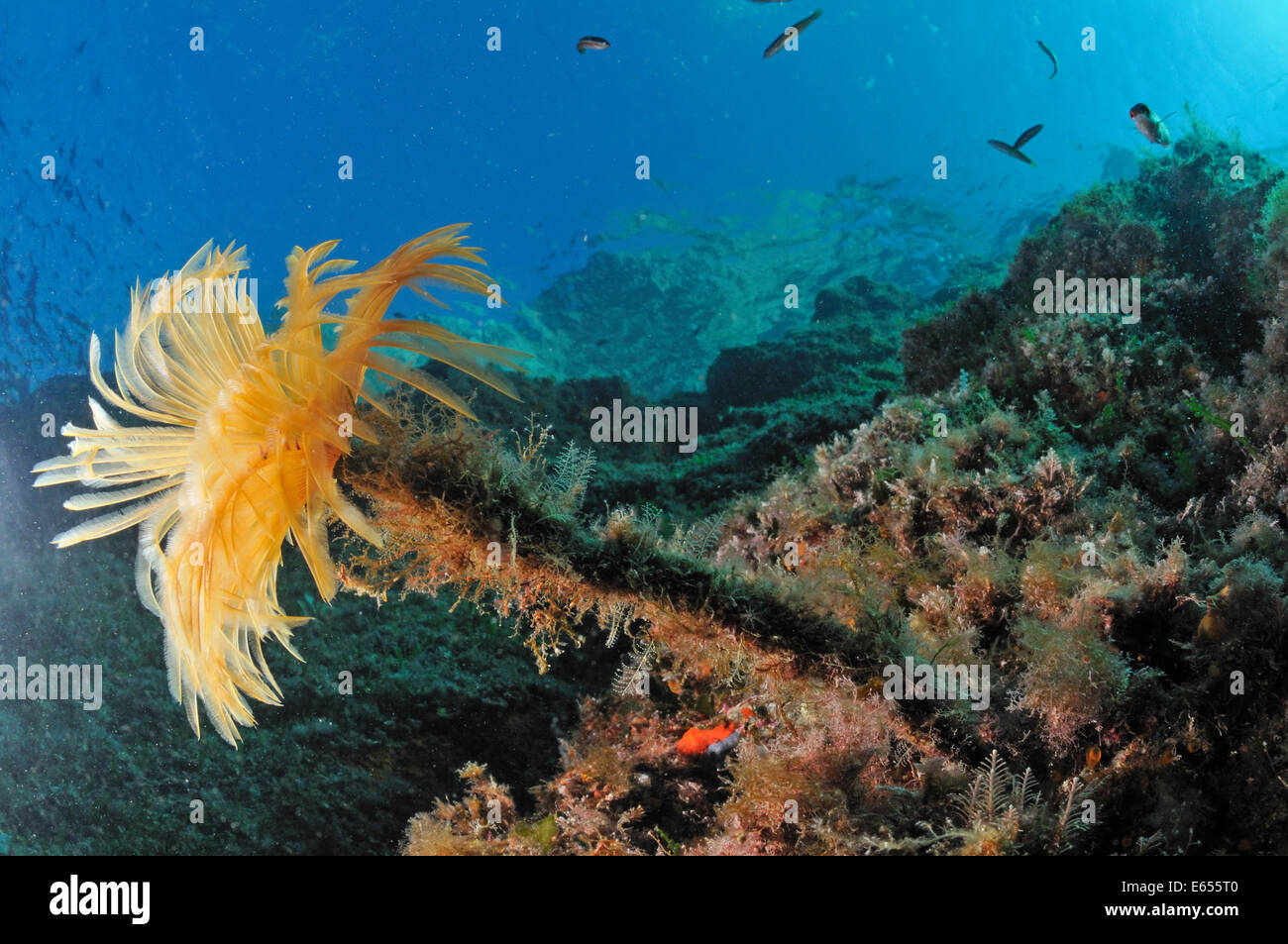 Yellow Feather Duster Worm (Sabella spallanzanii) on a coral reef ...