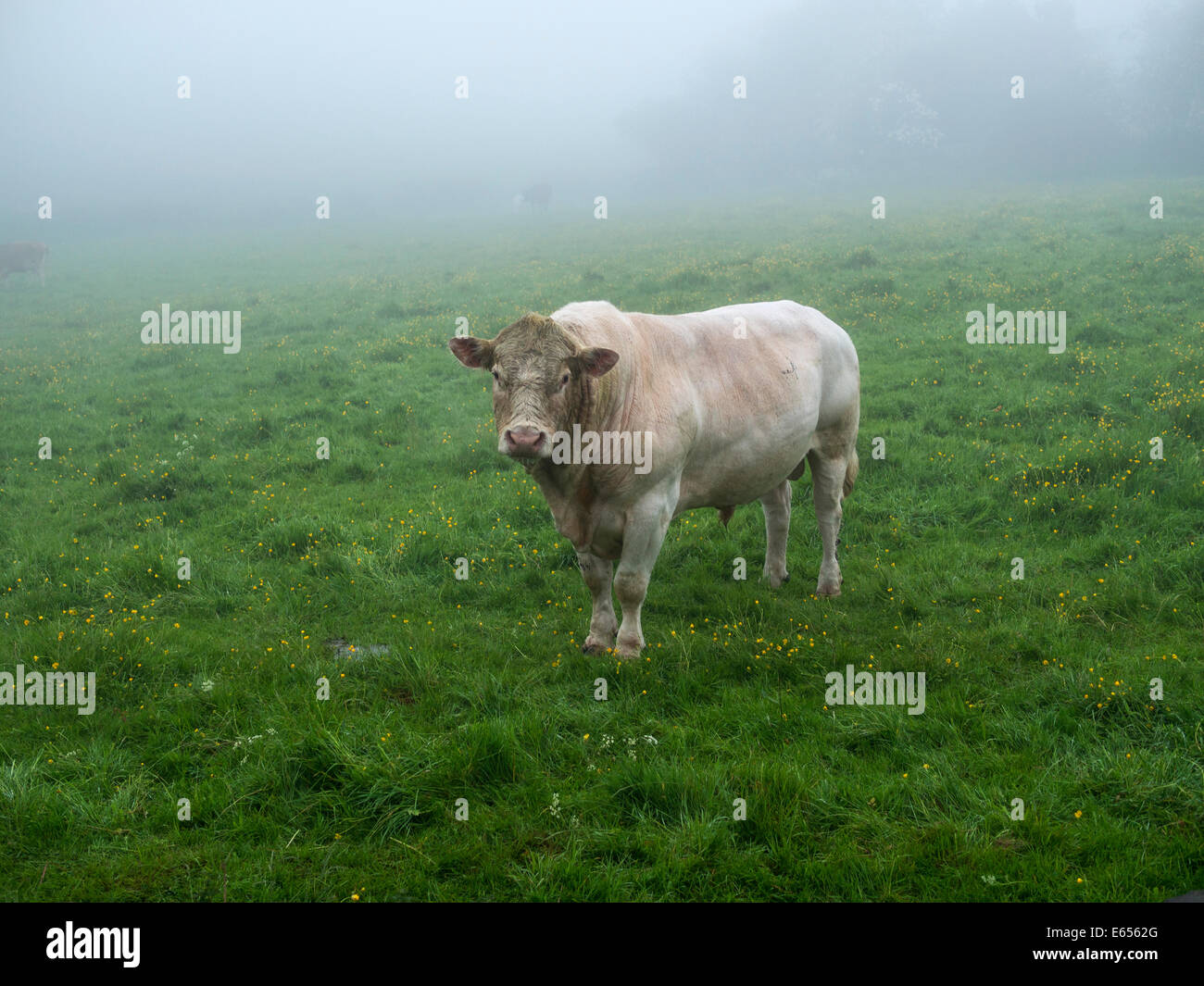 Grazing bull cows hi-res stock photography and images - Alamy