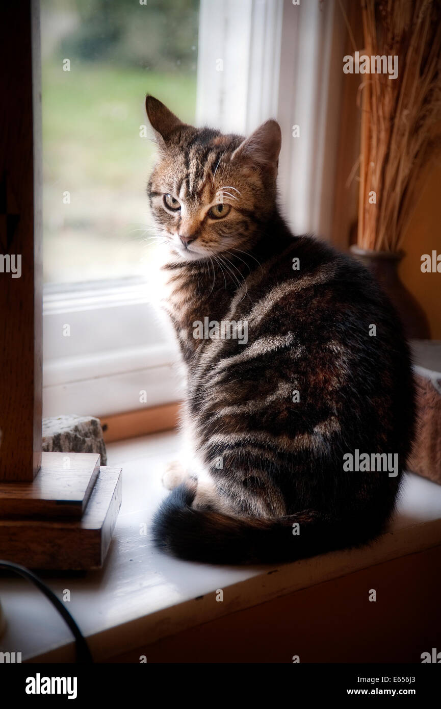 Cat sitting in window Stock Photo - Alamy