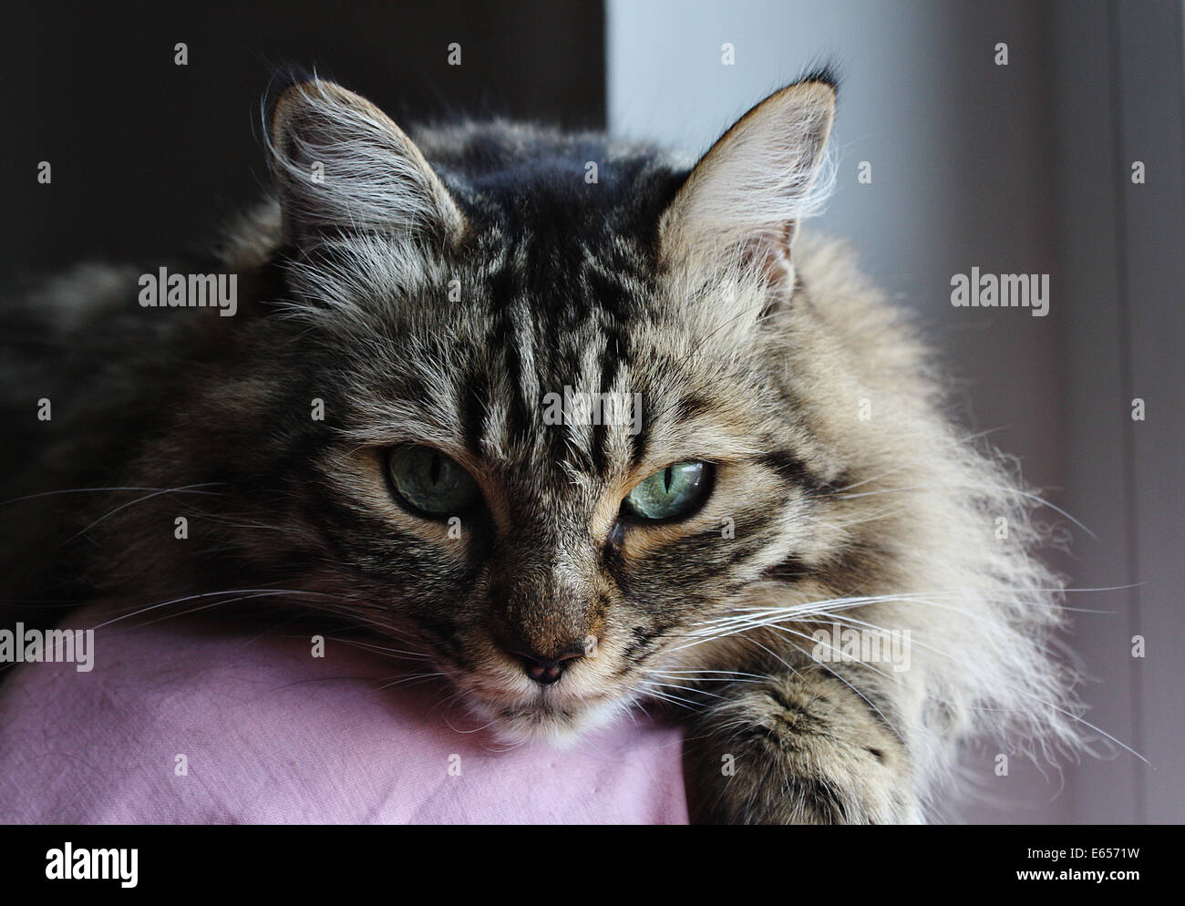 Norwegian forest cat outdoor hi-res stock photography and images - Alamy