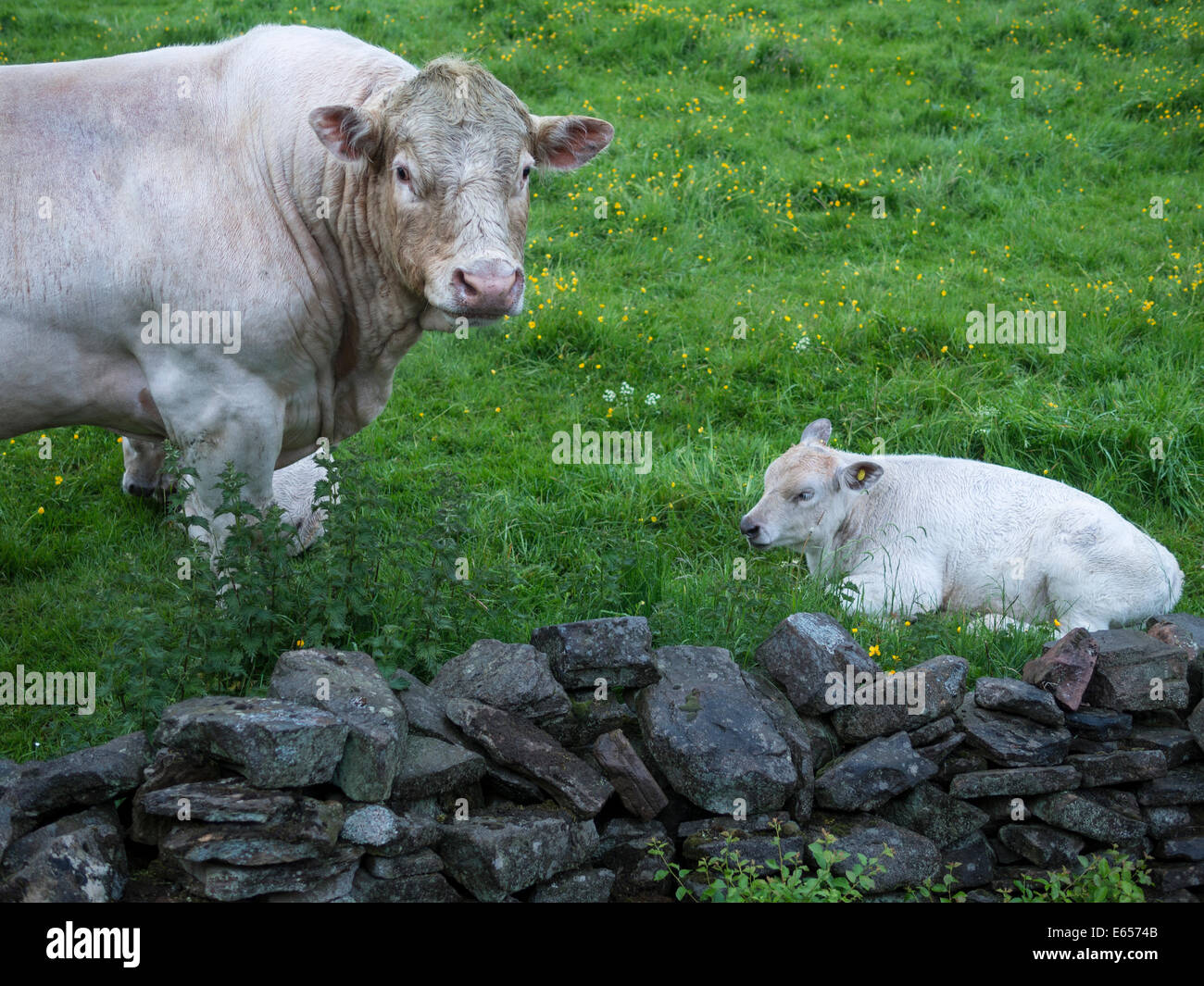 Bull and a calf hi-res stock photography and images - Alamy