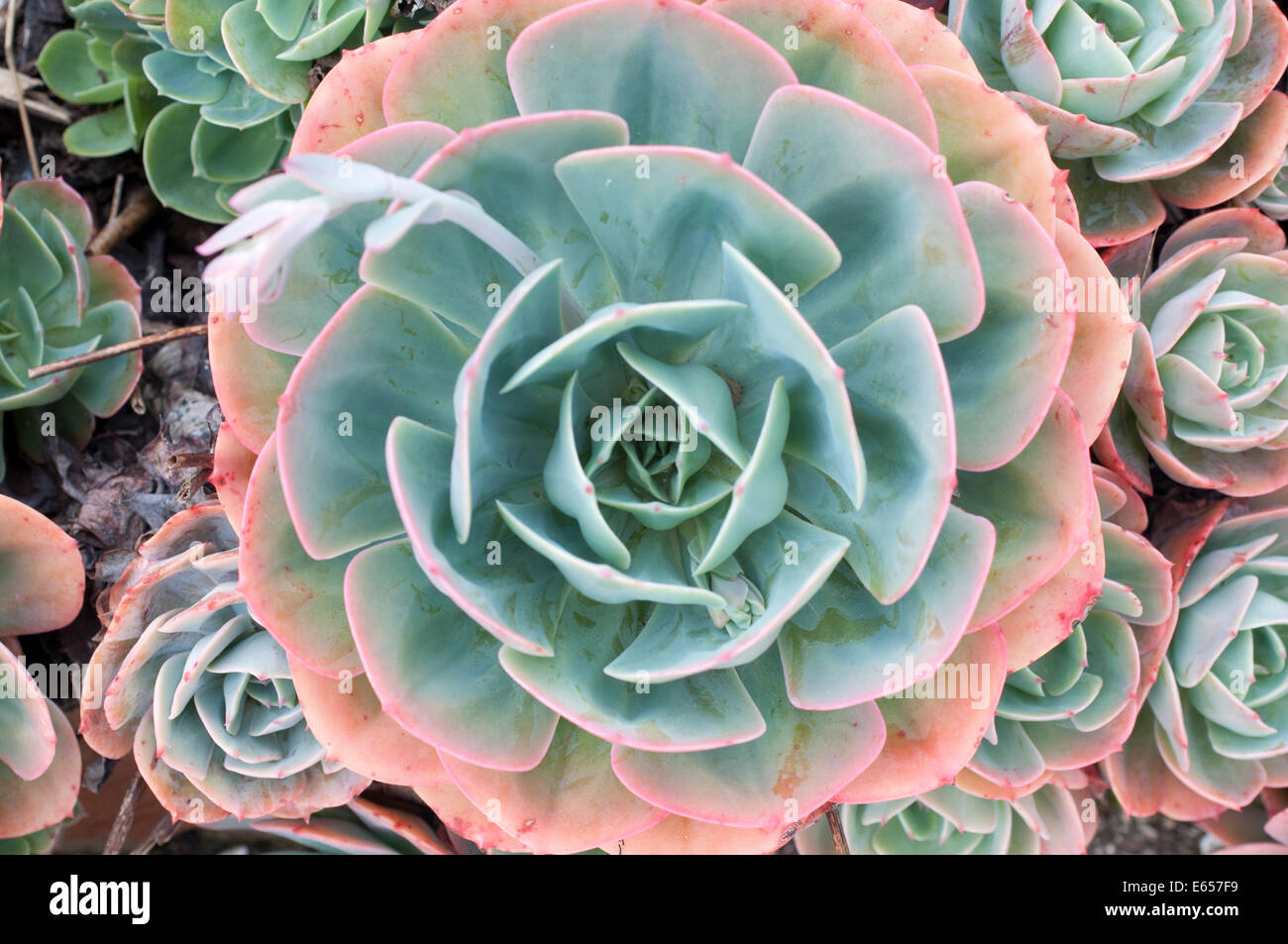 Cluster of succulents Stock Photo - Alamy