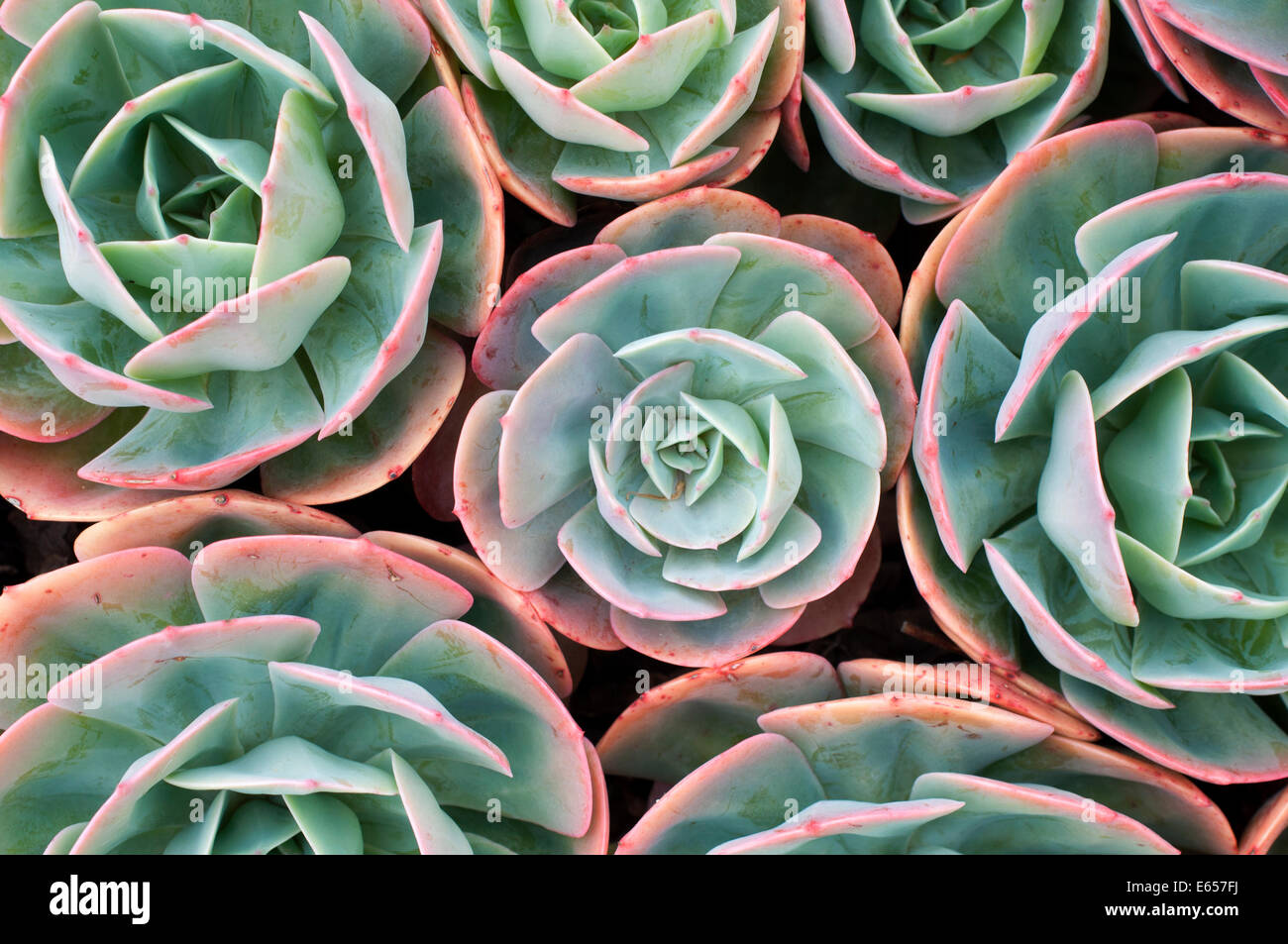 Cluster of succulents Stock Photo - Alamy