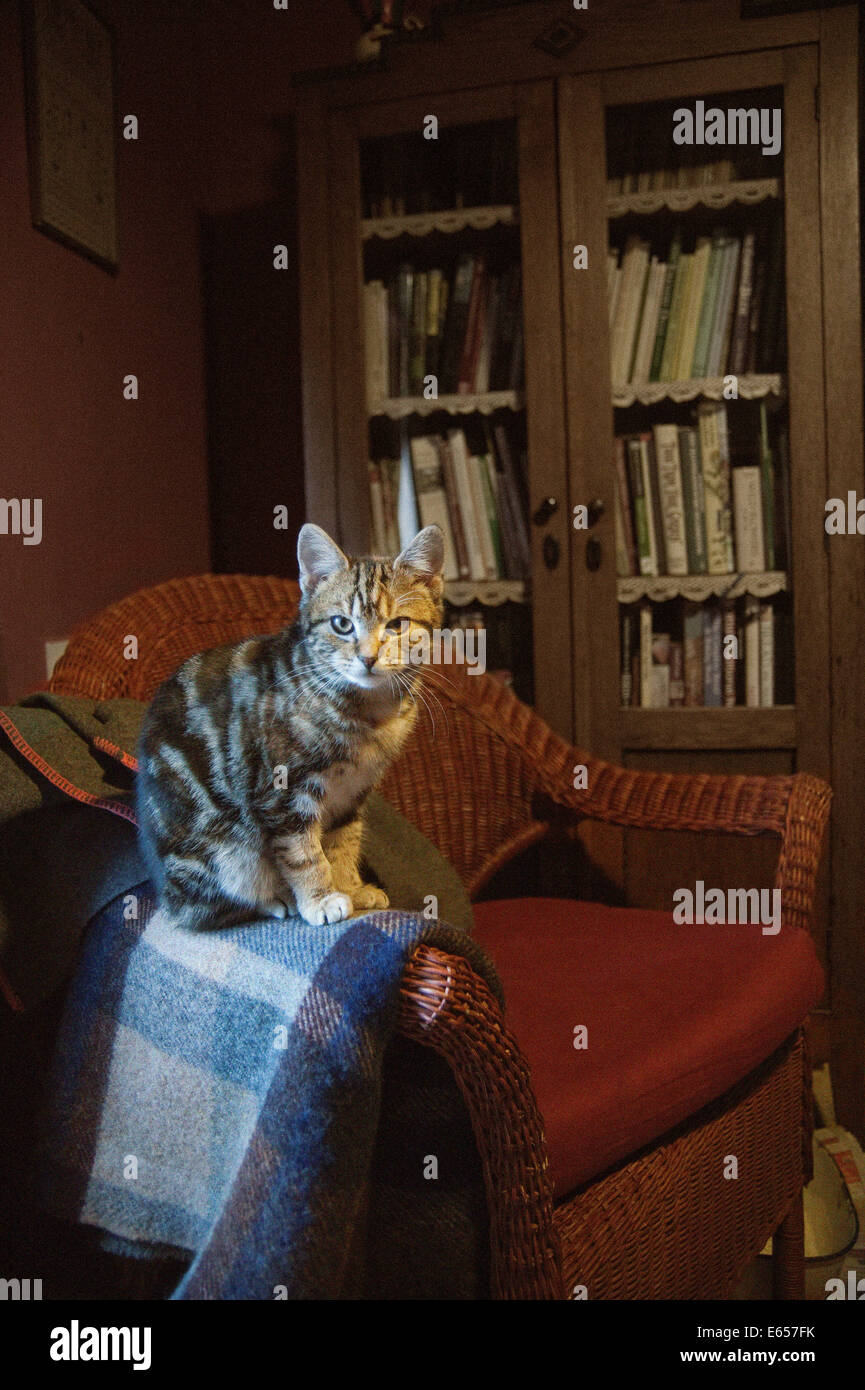 Kitten on arm of chair in room with books Stock Photo - Alamy