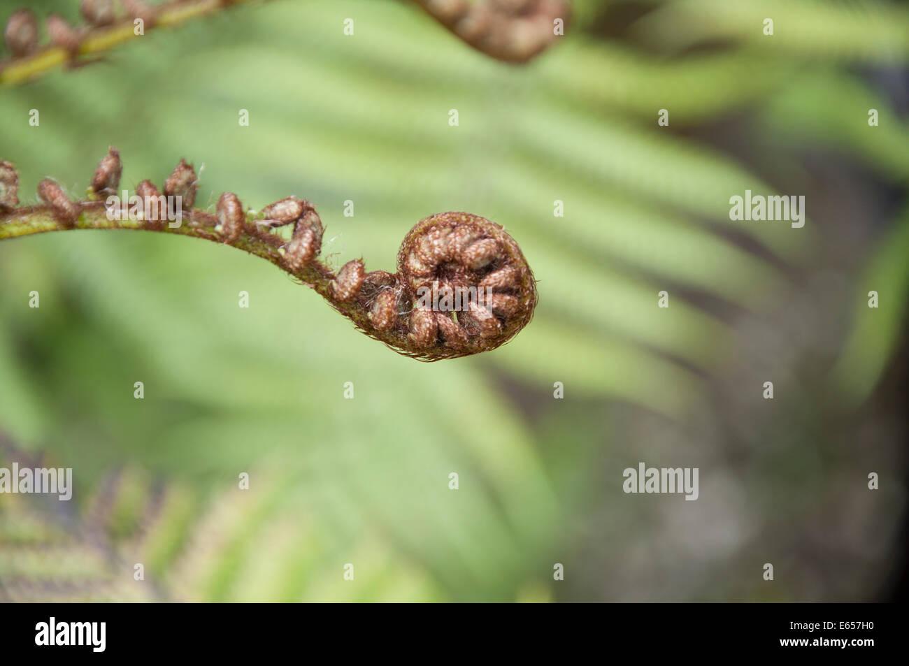 Leaf unfolding hi-res stock photography and images - Alamy