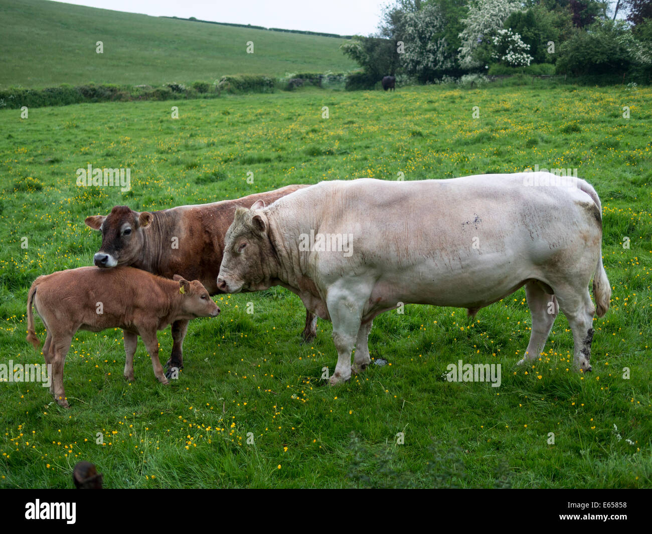 Bull and cows uk field hi-res stock photography and images - Alamy