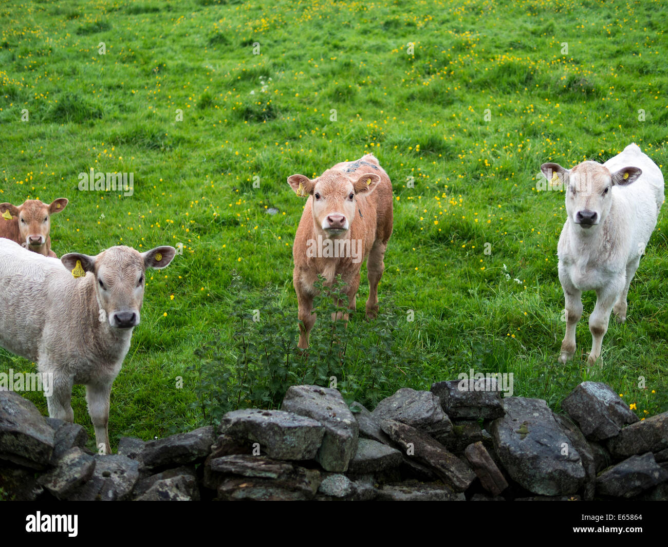 calf, derbyshire, UK Stock Photo - Alamy