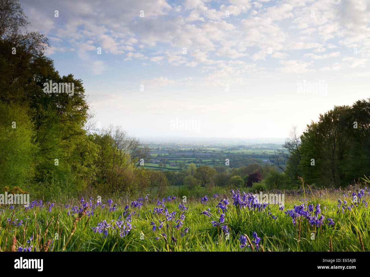 Bluebells growing beside the road at East Knoyle in Wiltshire, England ...