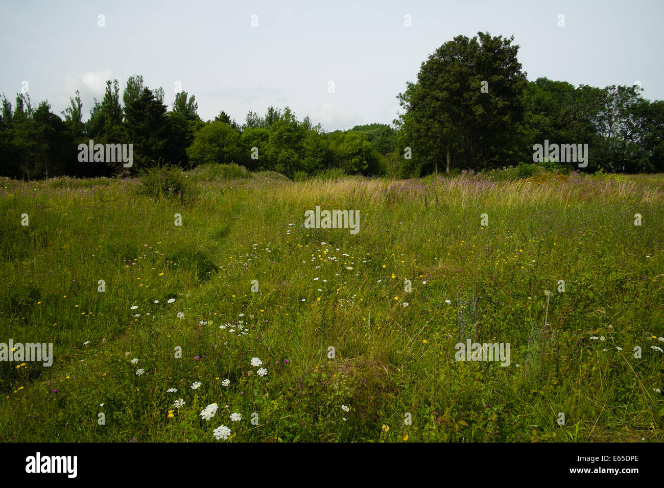 flower rich meadow Stock Photo - Alamy