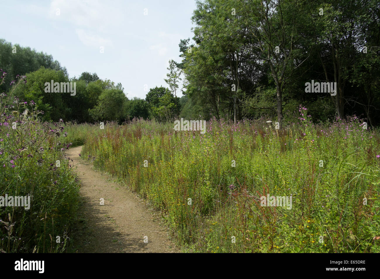 grassland and path Stock Photo - Alamy