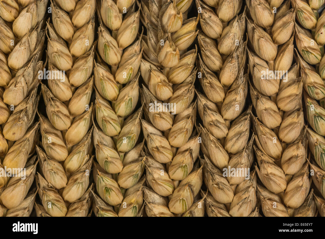 Triticum sp hi-res stock photography and images - Alamy
