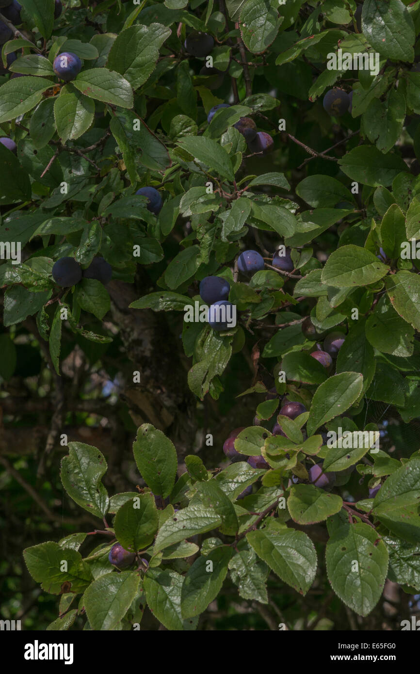 Damsons (a form of wild plum) in a country hedgerow - used for making ...