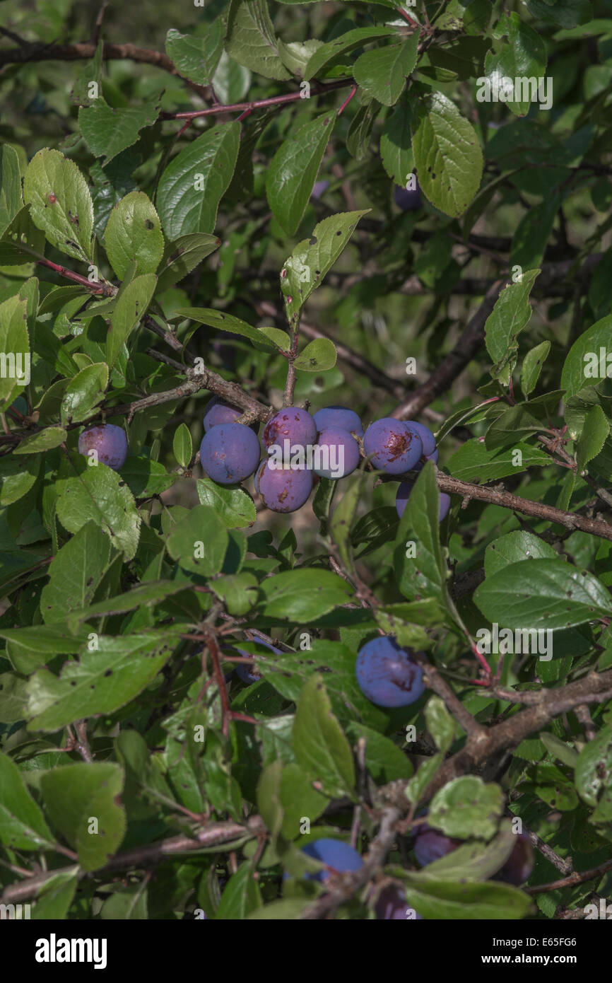 Damsons (a form of wild plum) in a country hedgerow - used for making ...