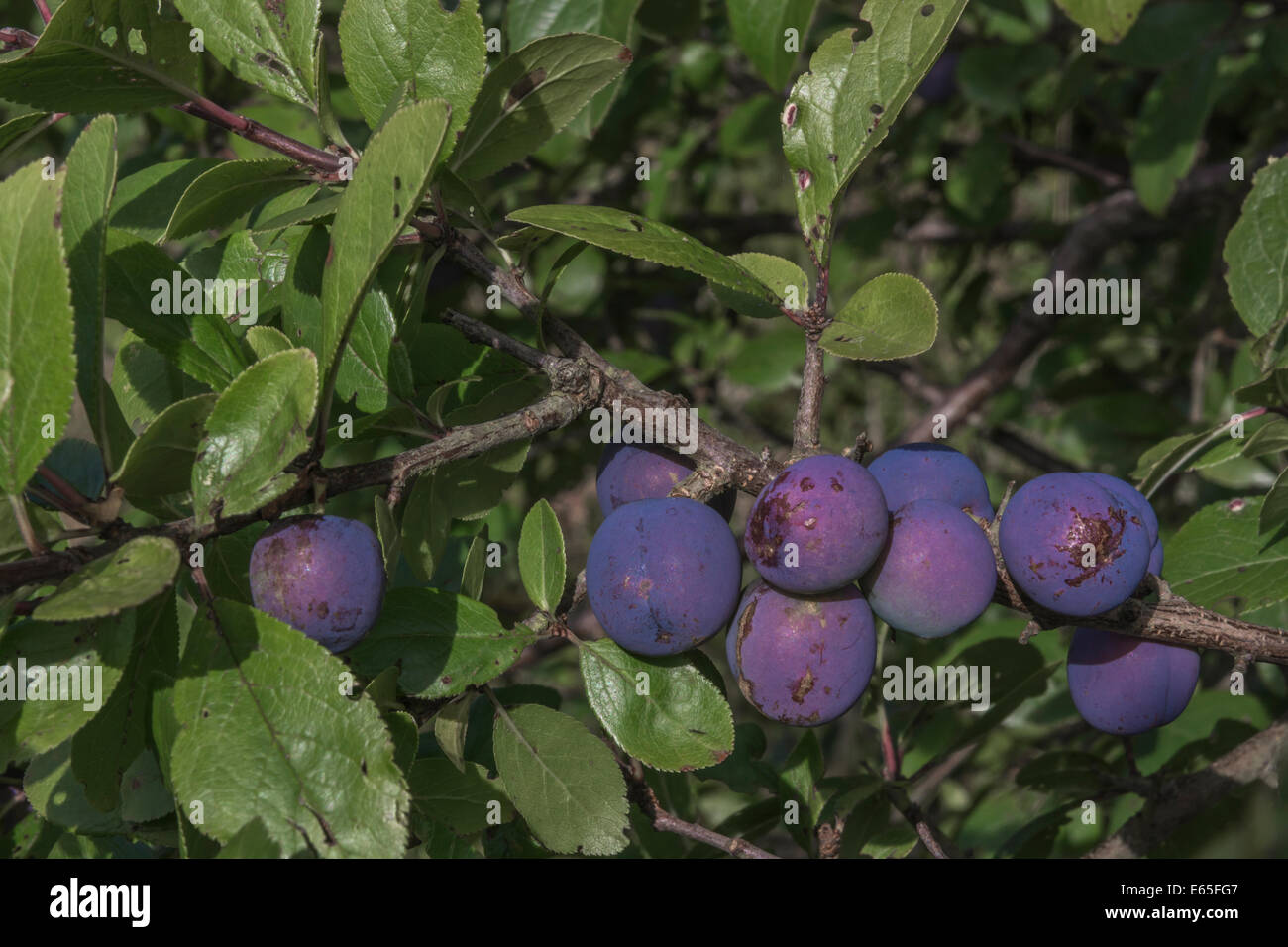 Damson tree fruits hi-res stock photography and images - Alamy