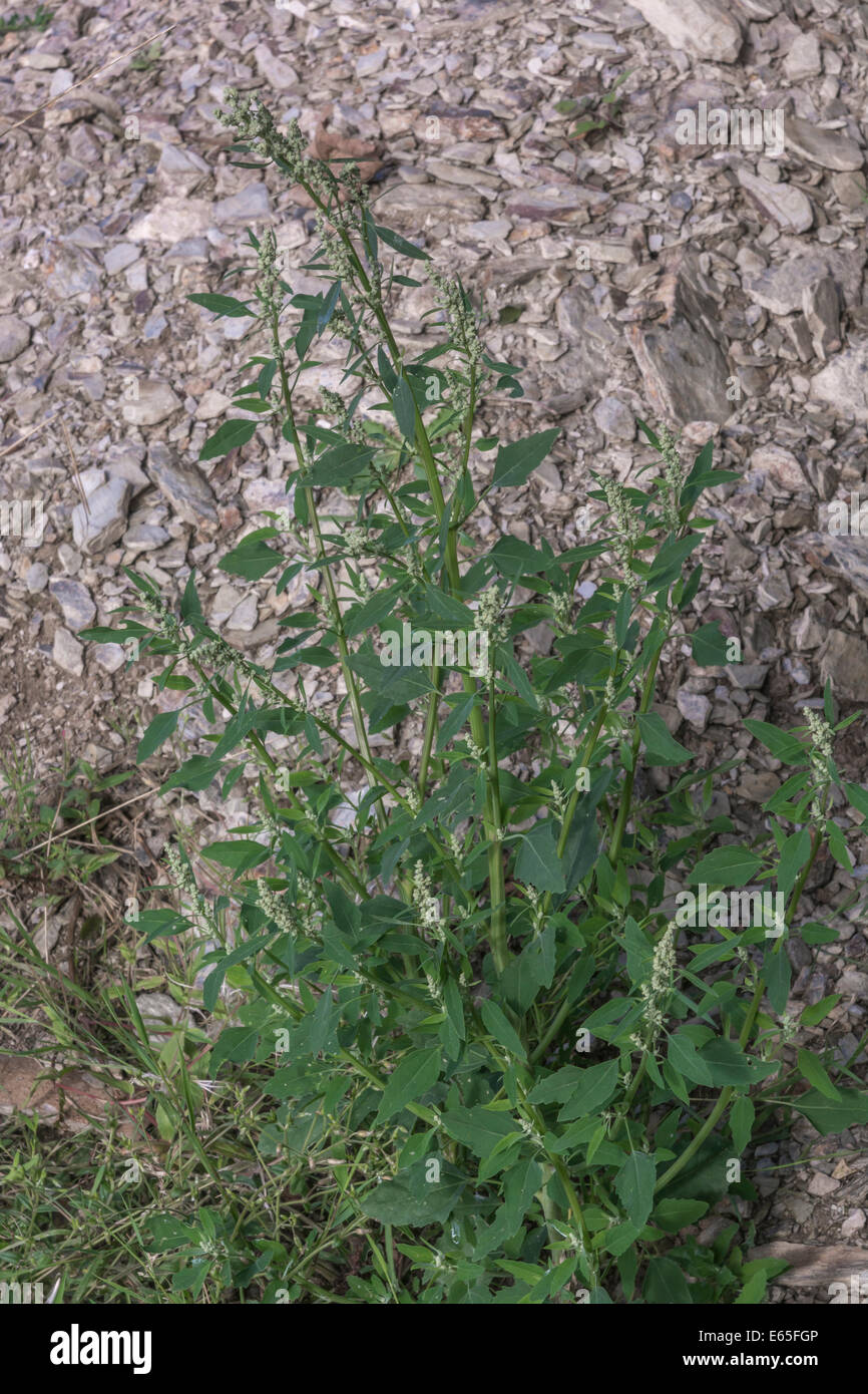 Weeds growing gravel High Resolution Stock Photography and Images - Alamy