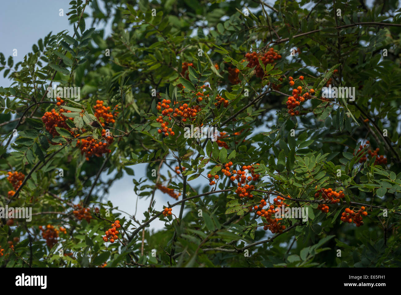 Berry clusters on a Rowan tree - Sorbus aucuparia - used to make rowan ...