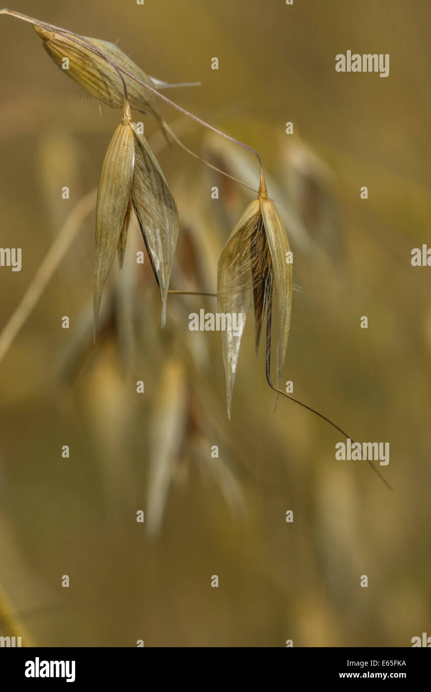 Common oat avena sativa hi-res stock photography and images - Alamy