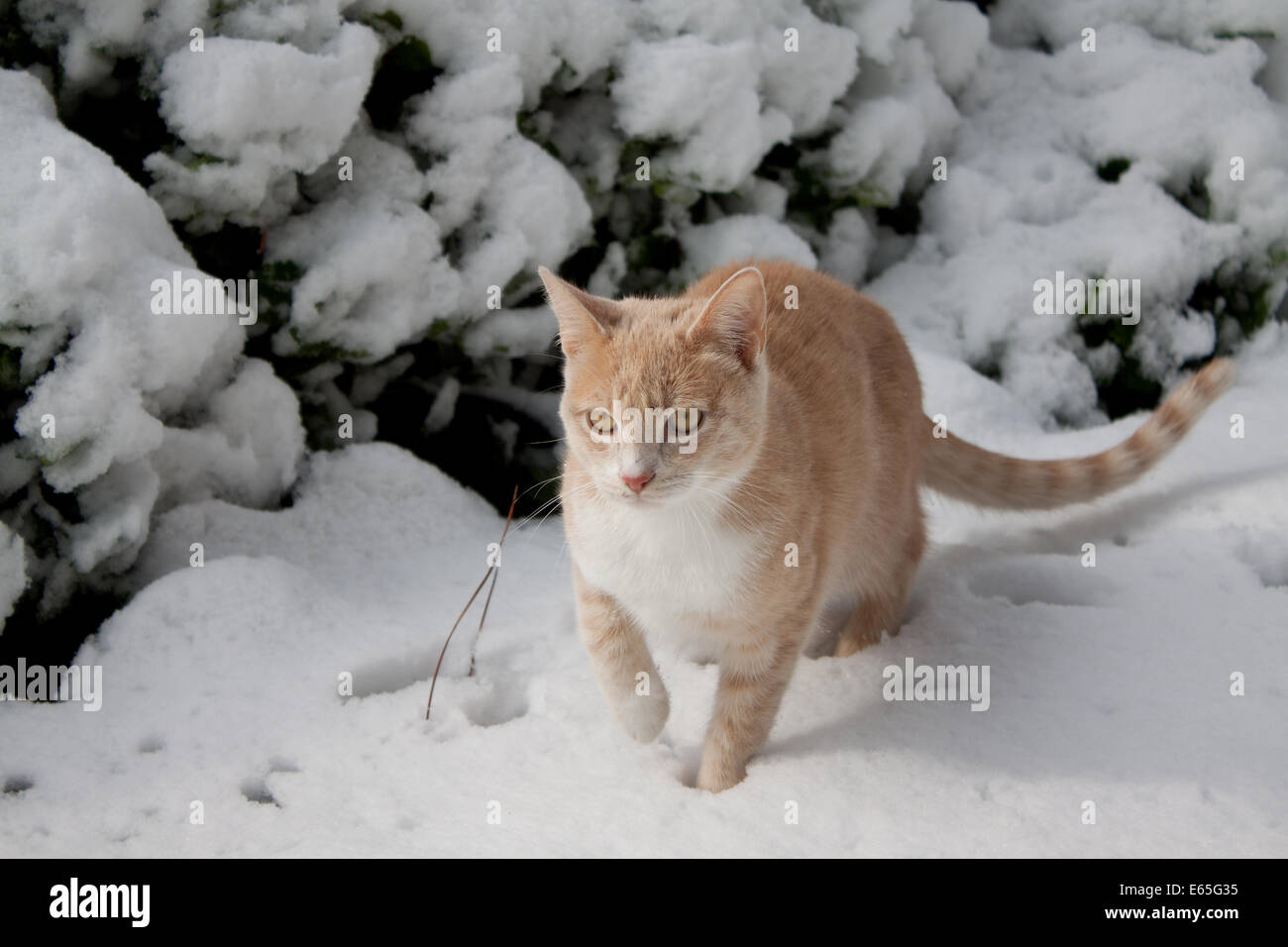 Winter Red Cat Stock Photo - Alamy
