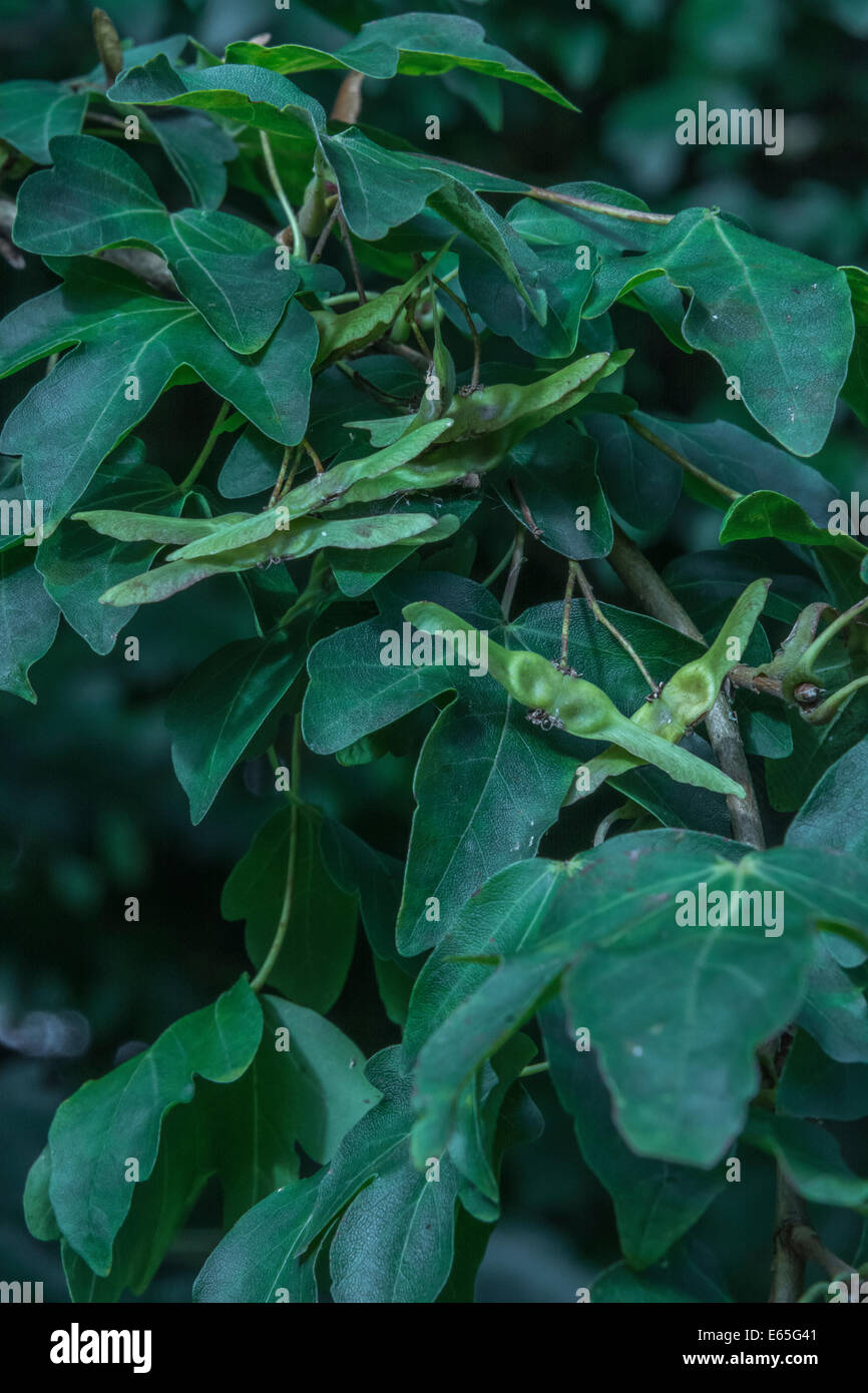 Close-up of leaves and winged fruits a of Field Maple / Acer campestris ...