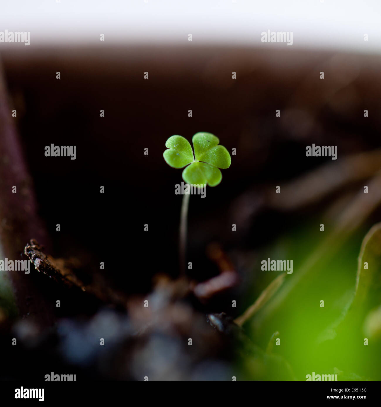 Growth of clover hi-res stock photography and images - Alamy