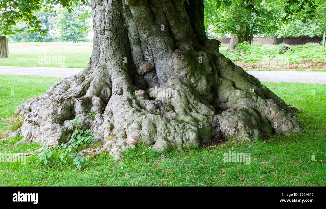The trunk or bole and roots of an old Beech tree (Fagus) in Dunham ...