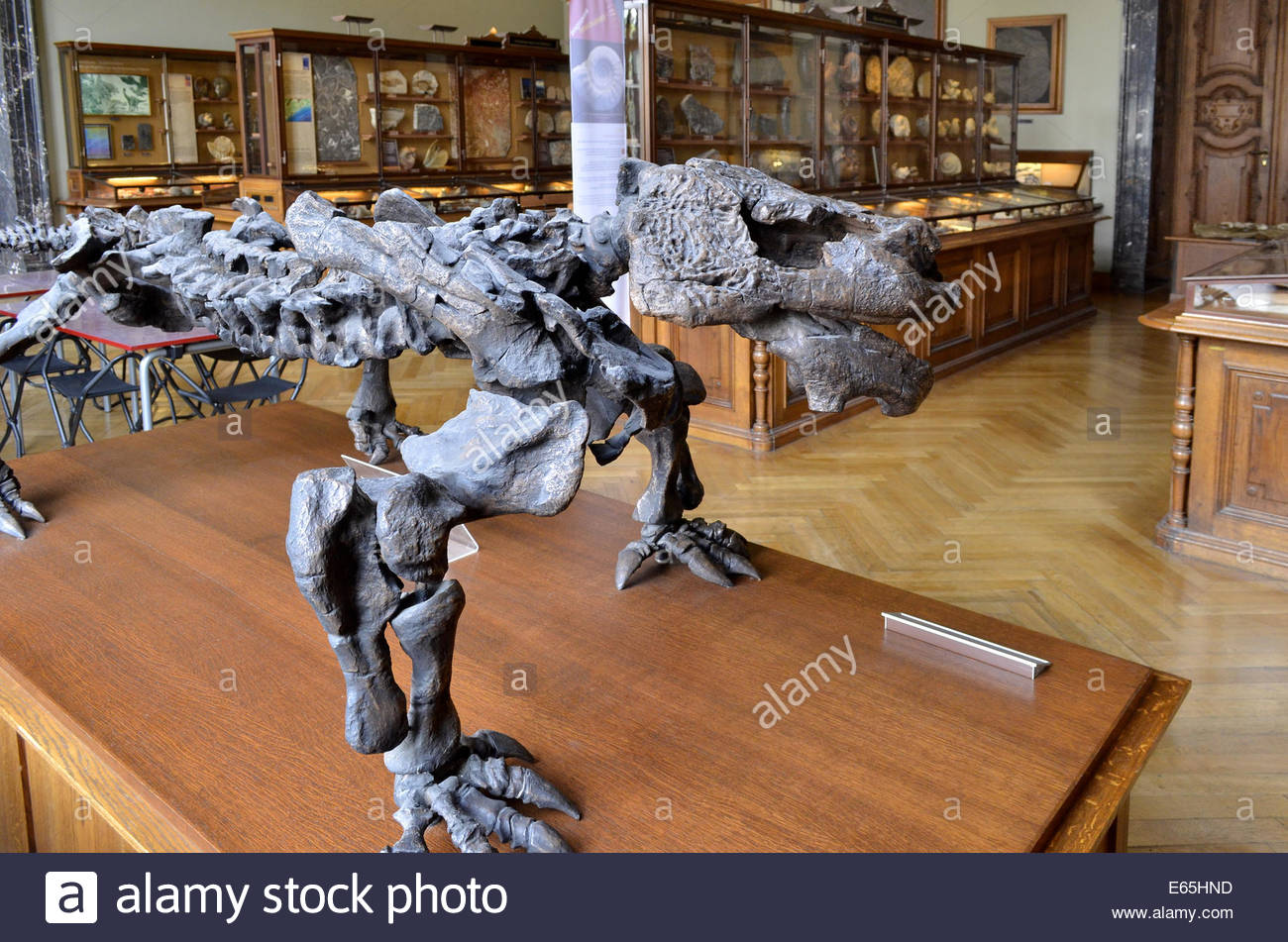 Dinosaur Skeleton Museum High Resolution Stock Photography and Images ...
