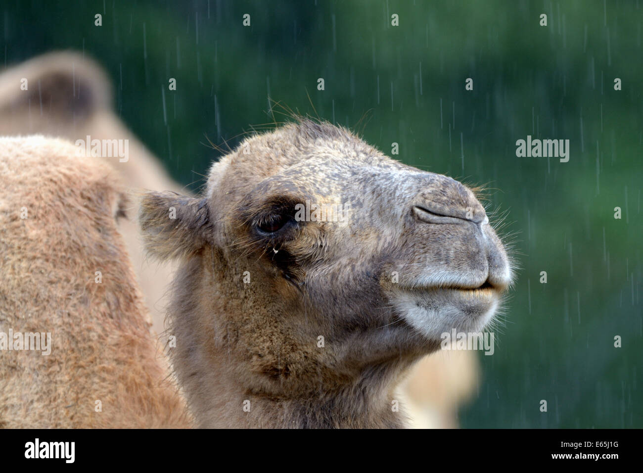 Portrait of bactrian camel (Camelus bactrian) in the rain Stock Photo ...