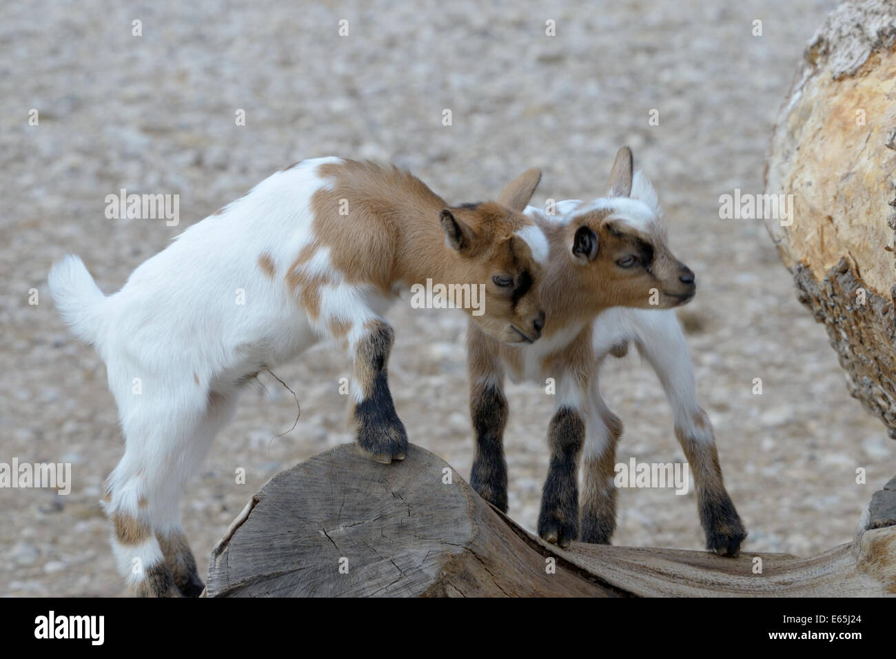 Capra baby hi-res stock photography and images - Alamy