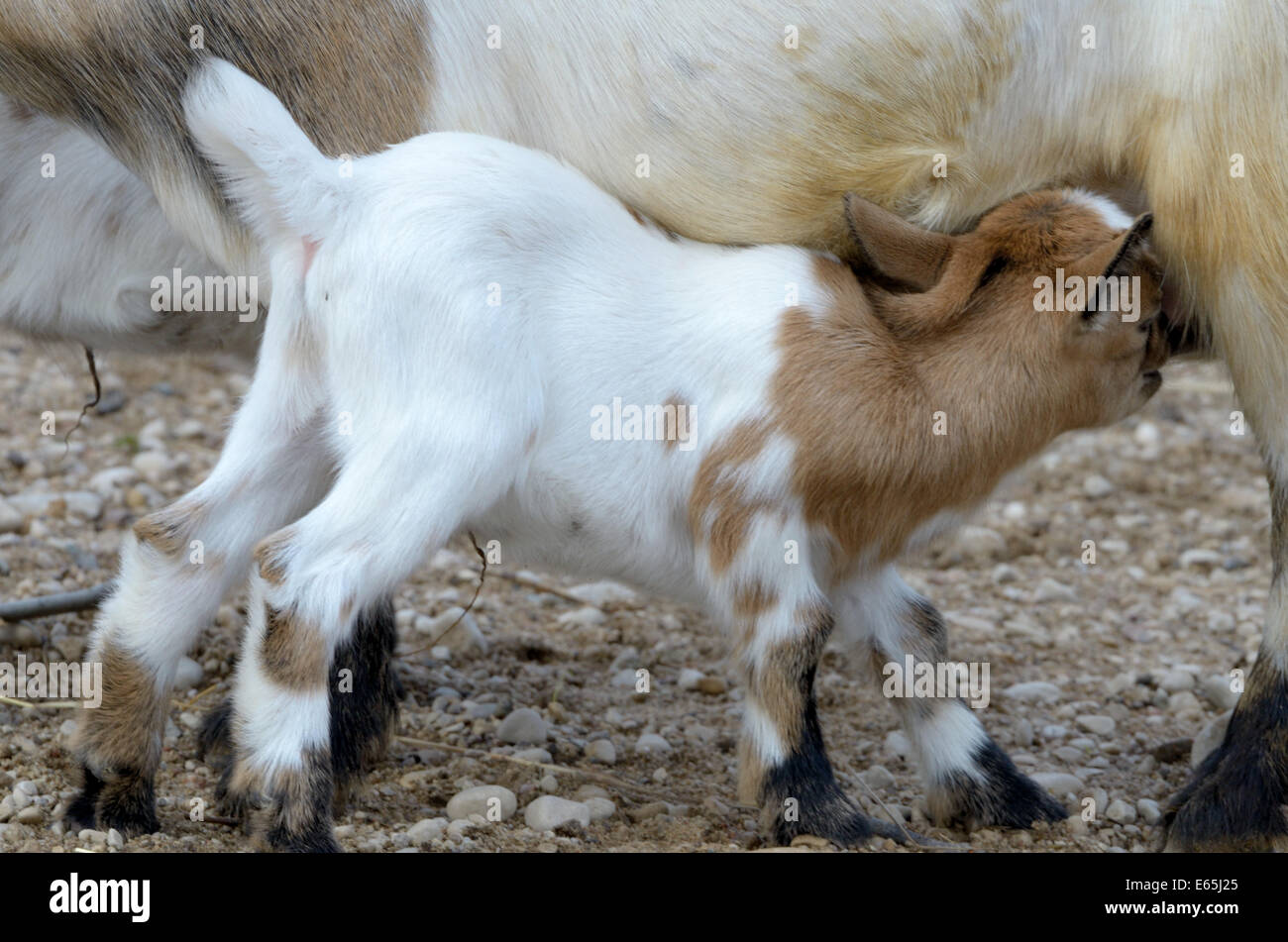 Baby of goat hi-res stock photography and images - Alamy