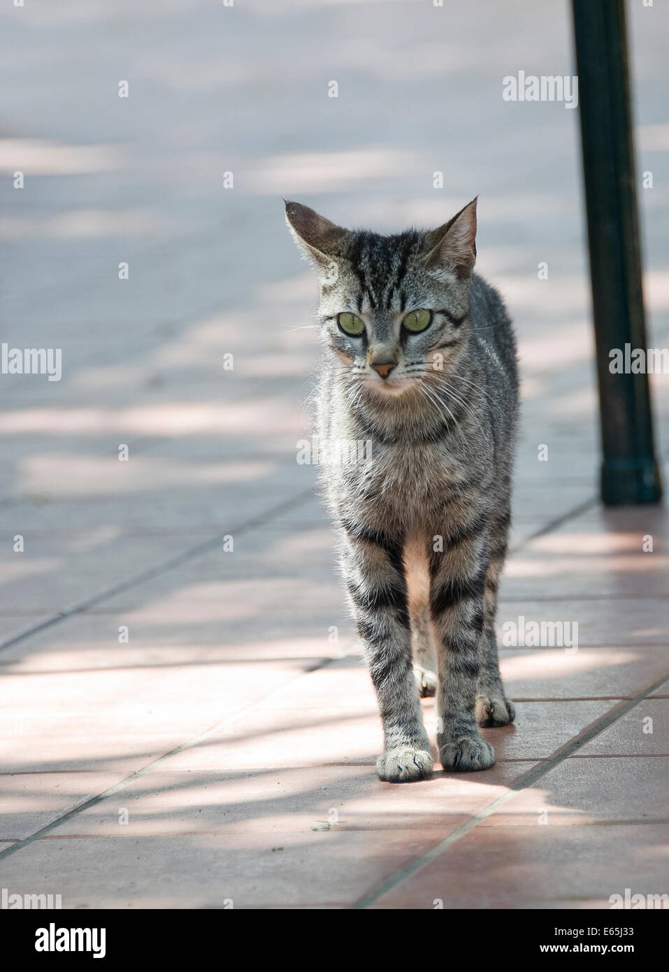 Cats street cat hi-res stock photography and images - Alamy