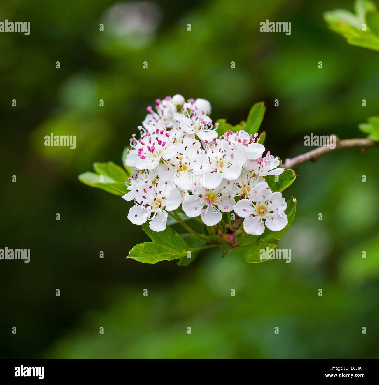 Hawthorn may blossom hi-res stock photography and images - Alamy