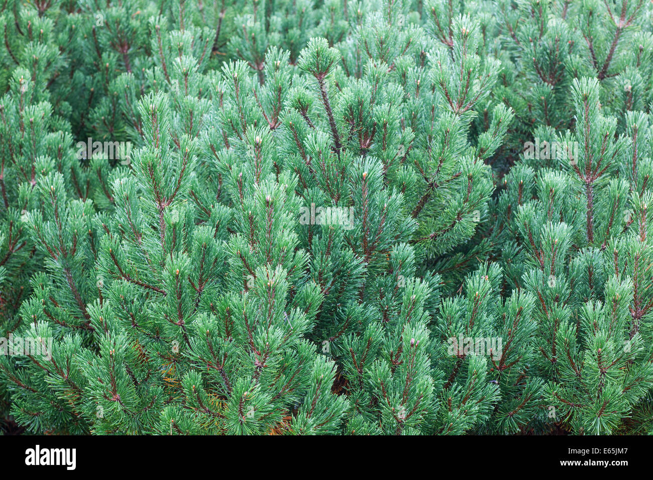 lots of pine branches Stock Photo - Alamy