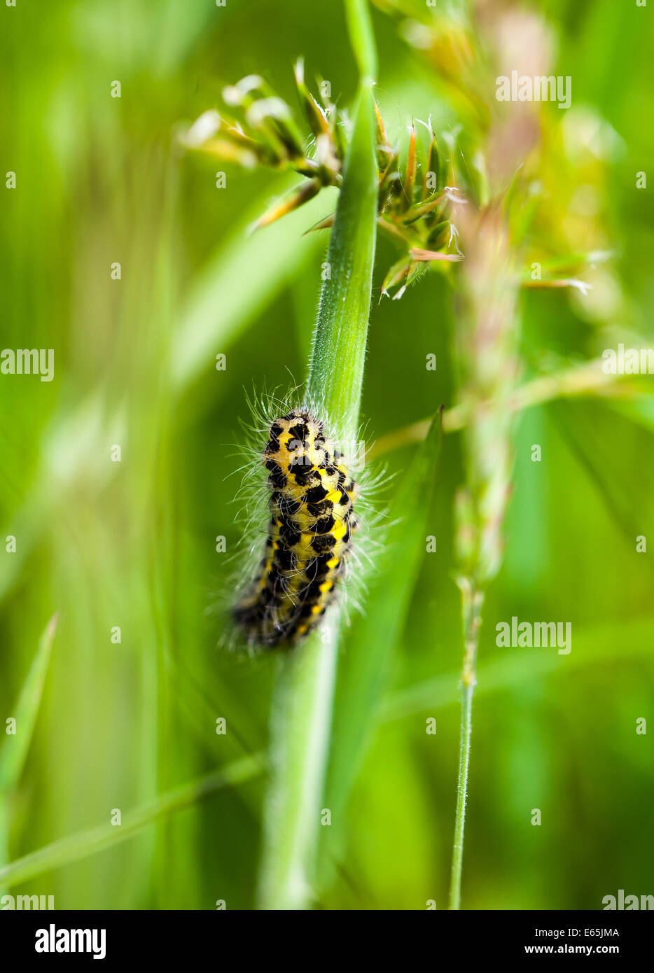 Caterpillar climbing grass stem hi-res stock photography and images - Alamy